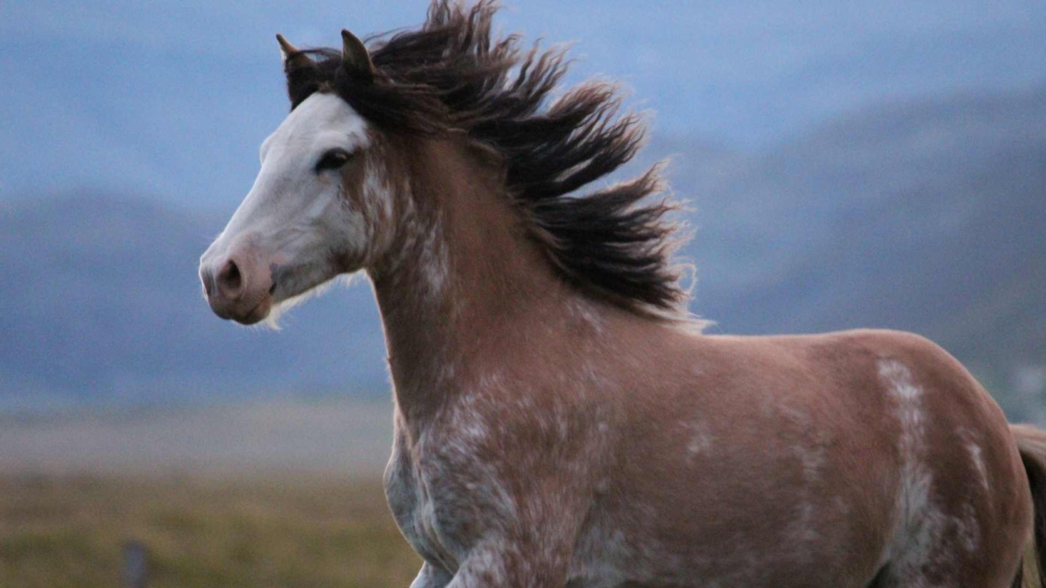 Heimdallur frá Bjarnanesi | Islandpferde aus dem Haasenbau